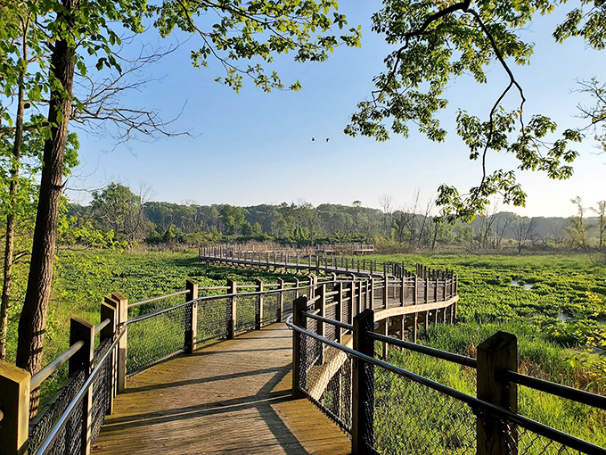 The elevated boardwalk hovers above emerald marshes like a wooden ribbon, offering visitors a bird's-eye view without wings.