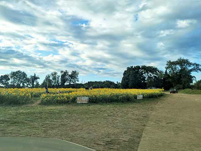 The entrance beckons visitors with a preview of the golden spectacle that awaits beyond, promising memories that will outlast the blooms.