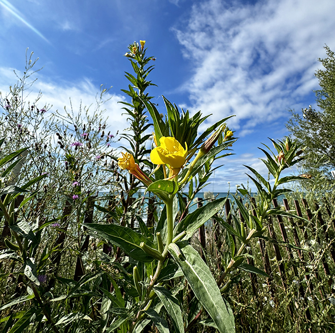 Wildflowers frame the beach like nature's own welcome committee, proving that the best decorators work for free and never go out of style.
