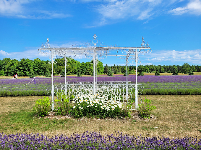 An elegant white gazebo creates the perfect focal point amid waves of lavender, nature's version of a wedding cake topper.