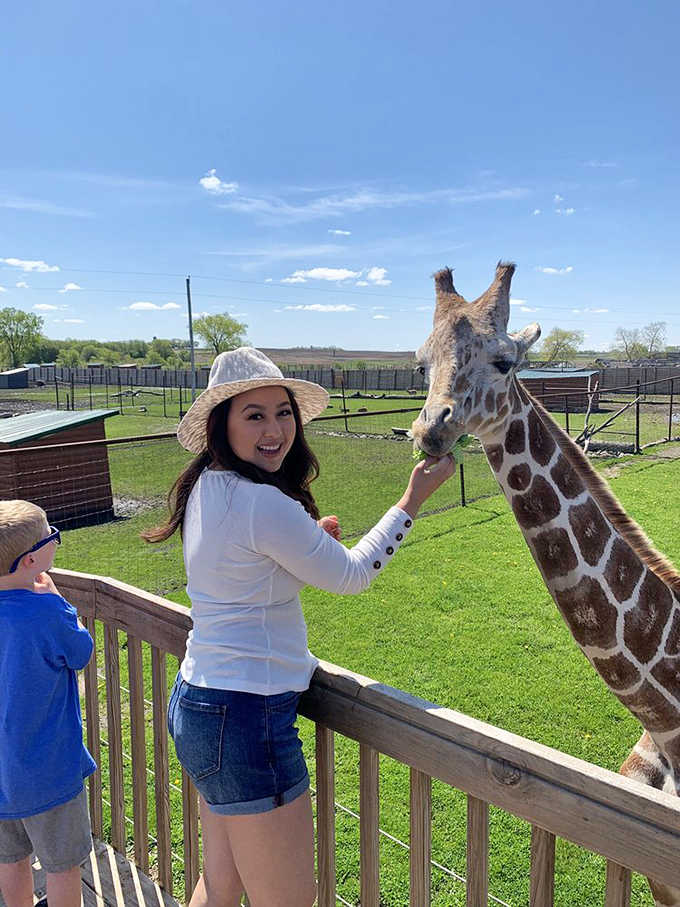 That moment when a giraffe decides you're worthy of friendship &ndash; pure joy captured as visitors connect with these gentle giants.