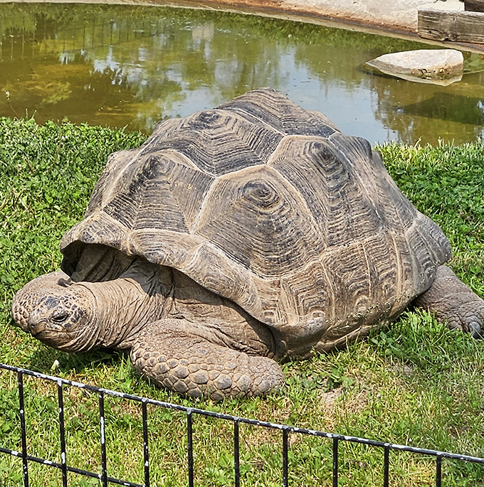 This giant tortoise moves with the unhurried confidence of someone who's outlived several smartphone generations.