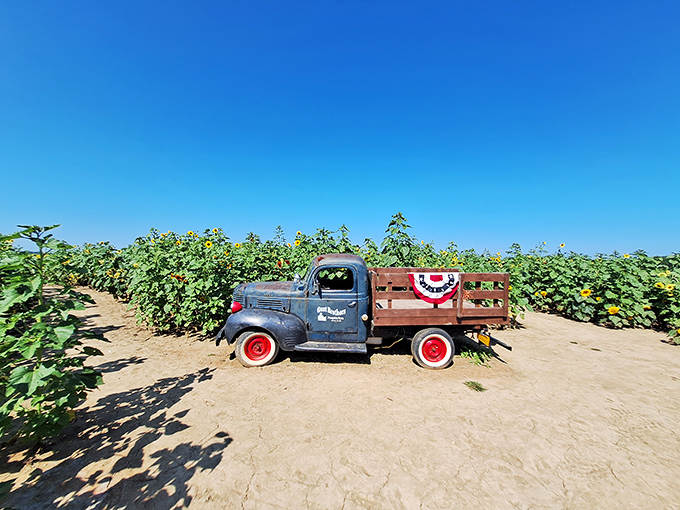 A vintage blue truck sits nestled among towering stalks &ndash; proof that even old workhorses deserve to retire in fields of gold.