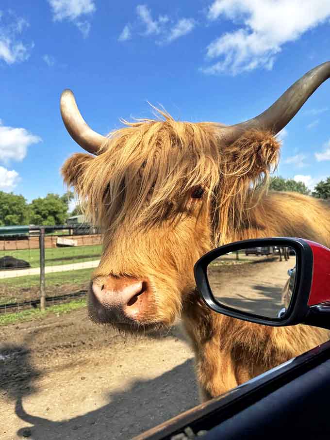 This Highland cow's magnificent ginger mane would make any hair stylist jealous &ndash; nature's perfect example of effortless volume.