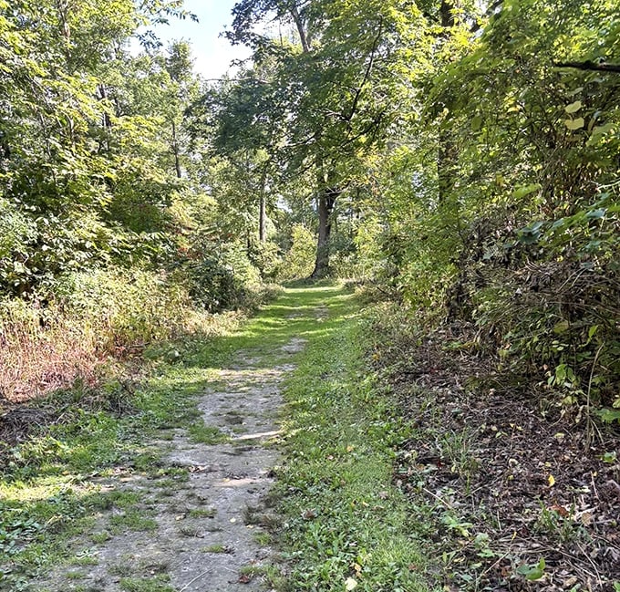 A verdant corridor through time: The trail offers peaceful passage through woods that have witnessed centuries of Wisconsin history.