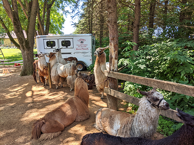 The welcoming committee assembles! These curious camelids gather to inspect newcomers with their trademark blend of dignity and goofiness.