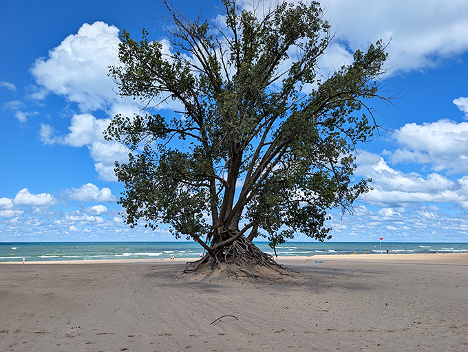 The famous "Lone Tree" stands defiant against Lake Michigan's waves, a natural landmark that's survived countless storms.
