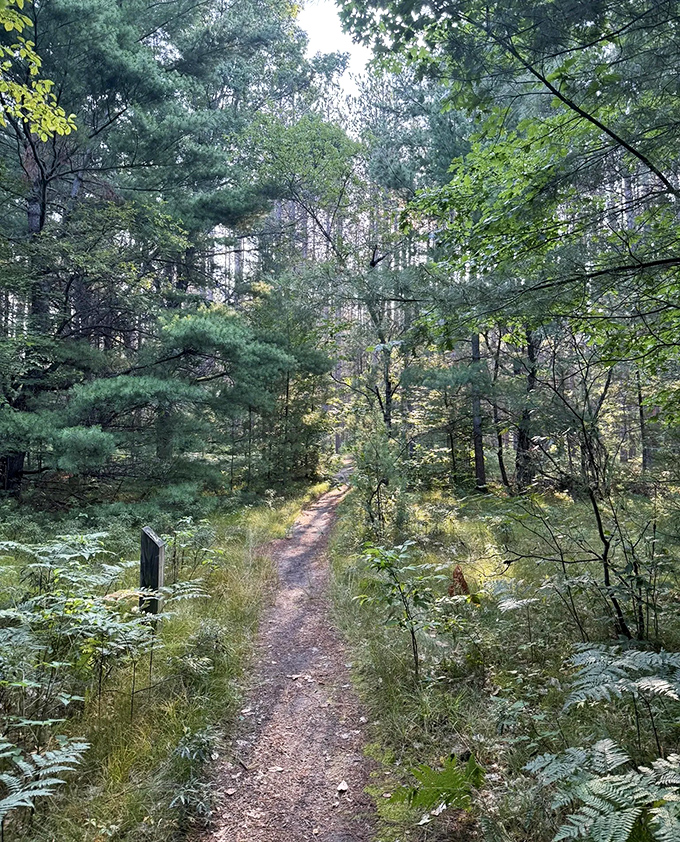 This narrow forest trail promises adventure without demanding Olympic-level hiking skills &ndash; perfect for Sunday explorers.