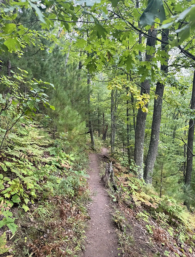 The path less traveled: This narrow hillside trail hugs the contour of the land, leading hikers through Michigan's pristine northern forest.