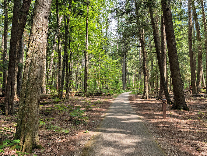 Winding trails beckon adventurers through cathedral-like groves of pines, where sunlight filters through in nature's stained-glass effect.