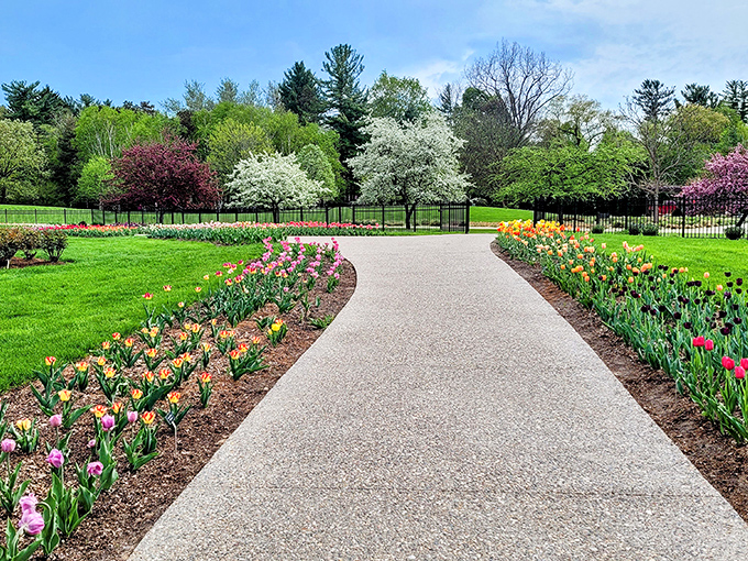 Pathways lined with tulips beckon visitors forward like a floral red carpet, promising botanical celebrities around every bend.
