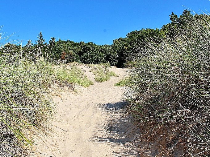Dune grasses frame this winding sandy pathway, creating nature's version of a yellow brick road to waterfront bliss.