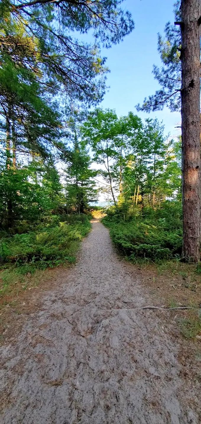 The trail beckons with promises of discovery, its sandy path winding through Michigan's resilient northern forest.