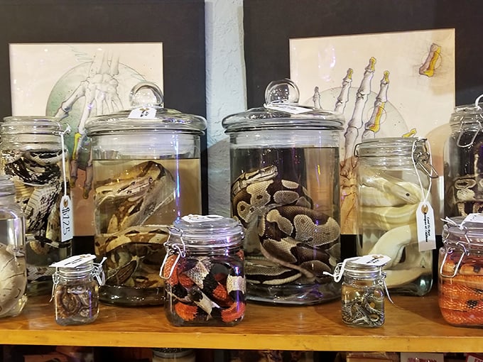 These preserved serpents have been floating in formaldehyde longer than most people have been waiting for their perfect parking spot at Costco.