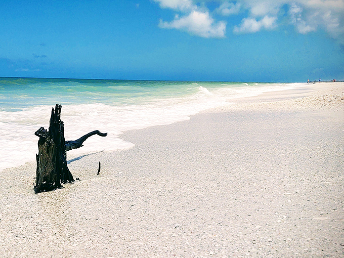 That weathered driftwood isn't just beach debris &ndash; it's nature's modern art installation on Keewaydin's squeaky-clean canvas.