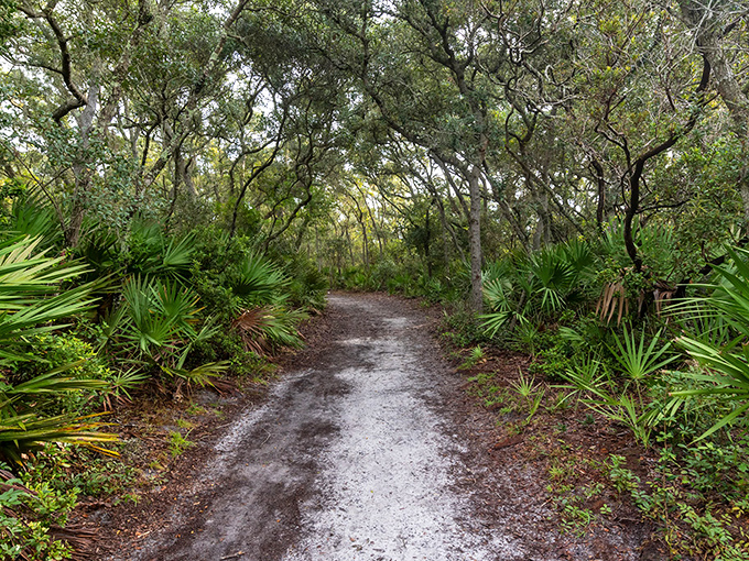 This winding path through maritime forest feels like the entrance to a secret world, palmettos standing guard along the journey.
