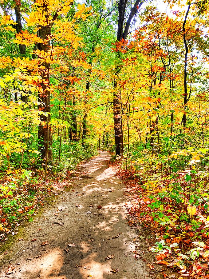 When fall decides to show off, Michigan trails transform into tunnels of gold that make you forgive every pothole and winter you've ever endured.