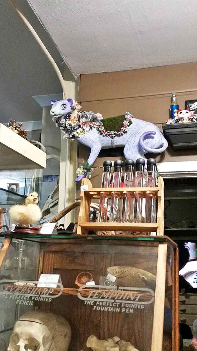 A whimsical purple cat figurine perches above vintage test tubes, showcasing the shop's knack for displaying the quirky alongside the scientific.