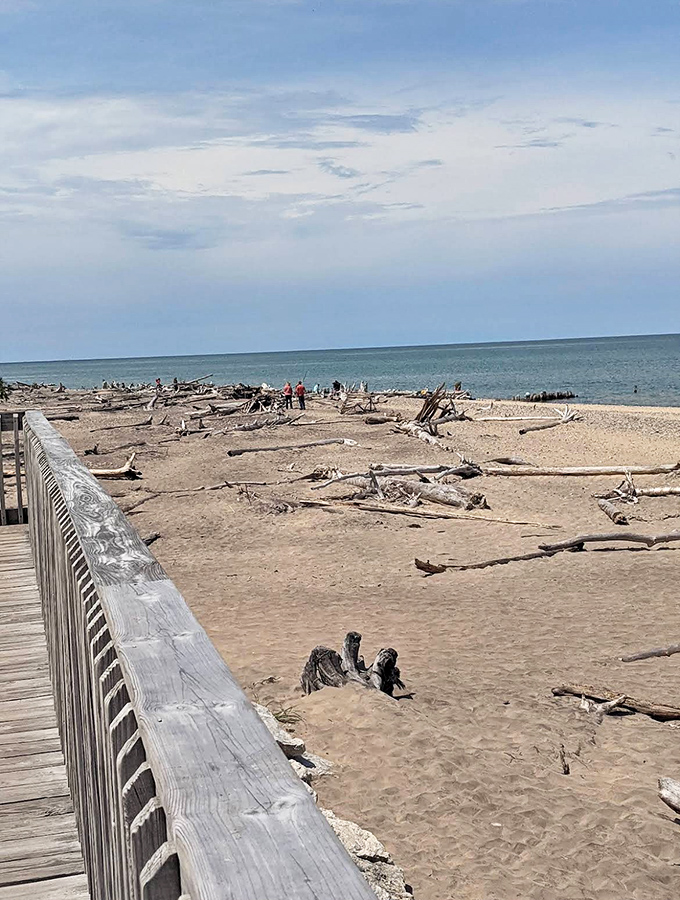 Whitefish Point Beach's driftwood-strewn shoreline isn't just scenic&mdash;it's nature's shipwreck museum, where Superior's powerful waters transform timber into ghostly sculptures over decades.