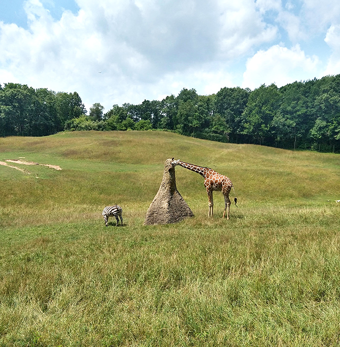 African savannah magic in Michigan! A giraffe and zebra share a peaceful moment in the expansive Wild Africa exhibit, no passport required.