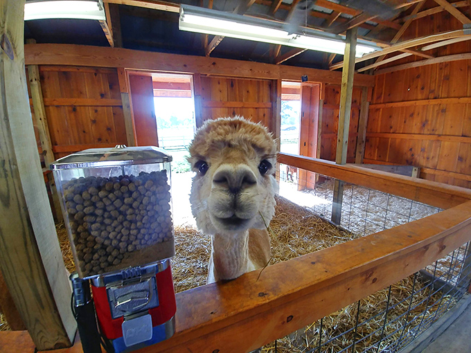This alpaca's expression screams, "Yes, I'm fabulous, and yes, you may take my photo." The gumball machine of pellets is no coincidence.