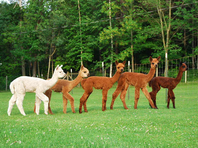The alpaca welcoming committee lines up in various shades of caramel and cream, showcasing nature's perfect color palette.