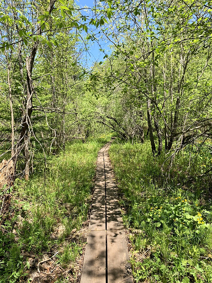 This wooden boardwalk isn't just a trail – it's a bridge between everyday life and wilderness magic, guiding explorers through wetland wonders.