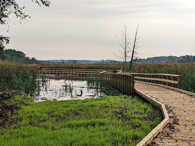 A wooden boardwalk meanders through wetlands, where herons stand sentinel and every step feels like floating above nature's nursery.
