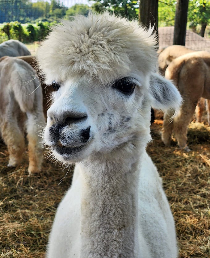 Those eyelashes! This close-up reveals why alpacas win every staring contest – their soulful eyes framed by lashes that would make mascara companies jealous.