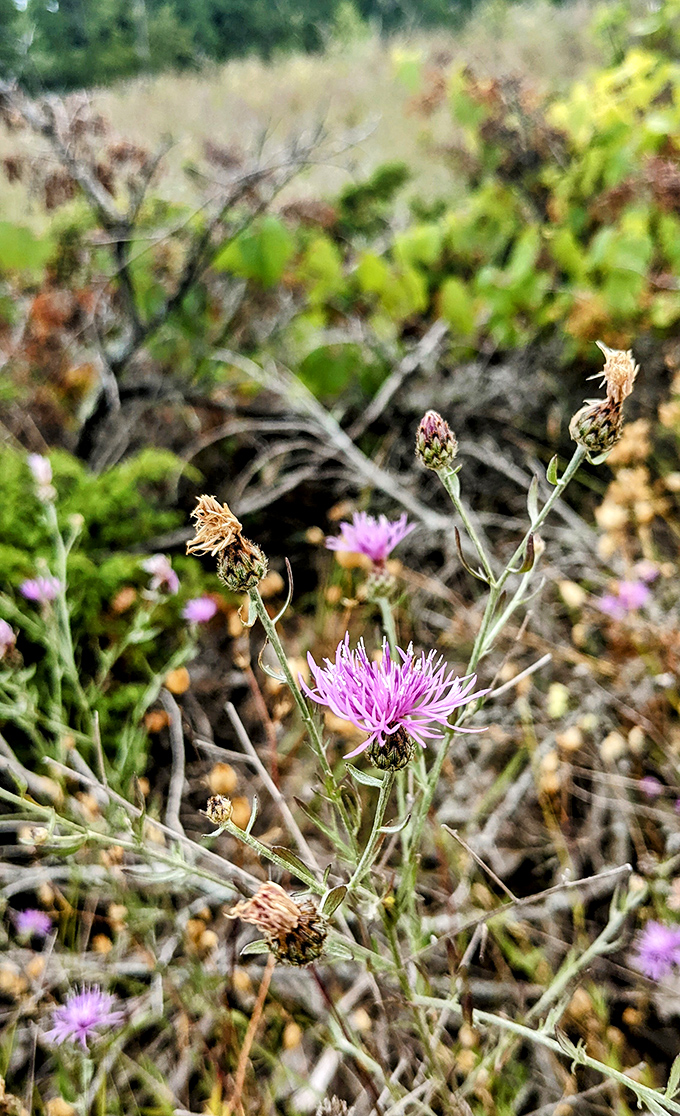 Delicate purple wildflowers defy the sandy soil, adding splashes of color to the dune landscape like nature's own confetti.