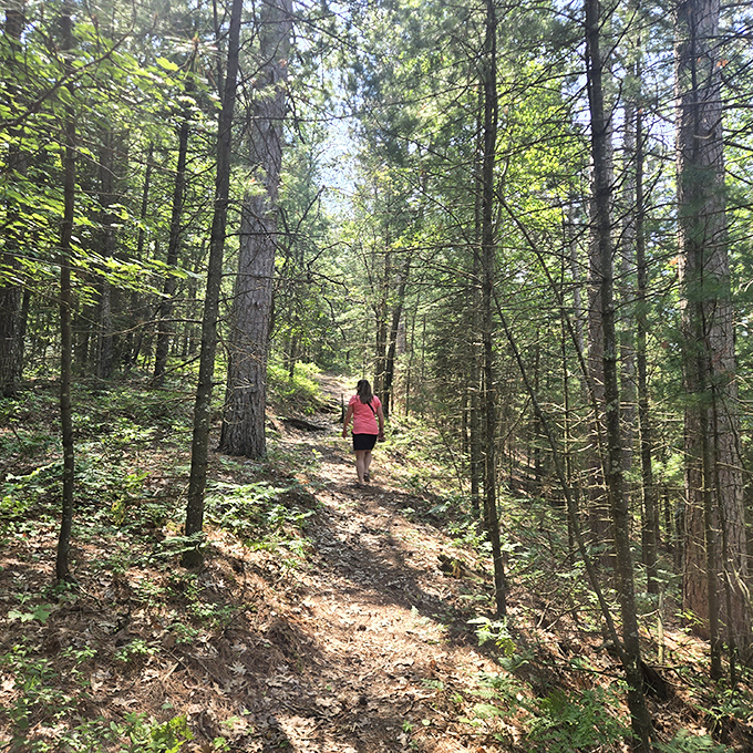 Sunlight filters through the pines like nature's own stained glass, creating a cathedral-like atmosphere that whispers, "Put the phone down and just look."