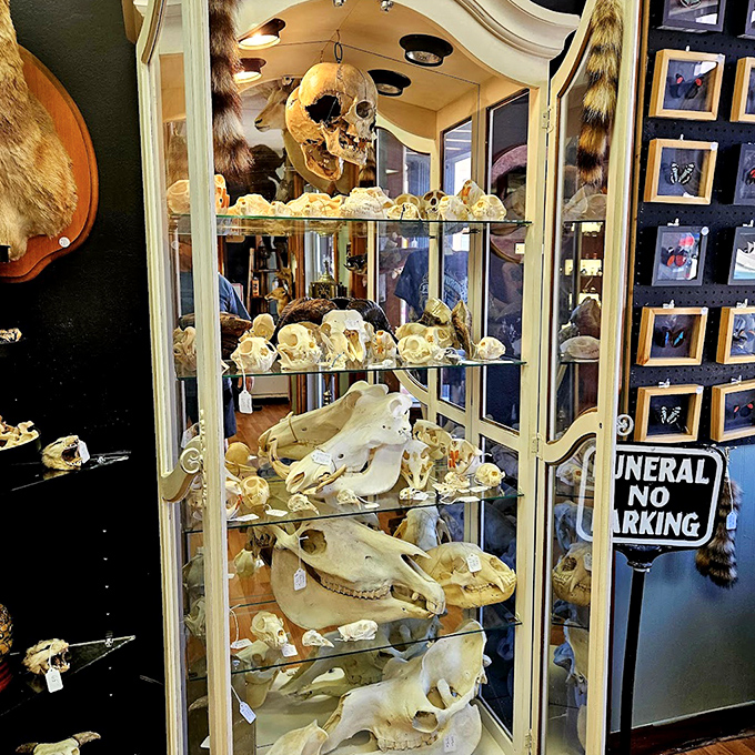 A mesmerizing display of skulls and bones arranged with scientific precision, showcasing nature's architectural marvels.