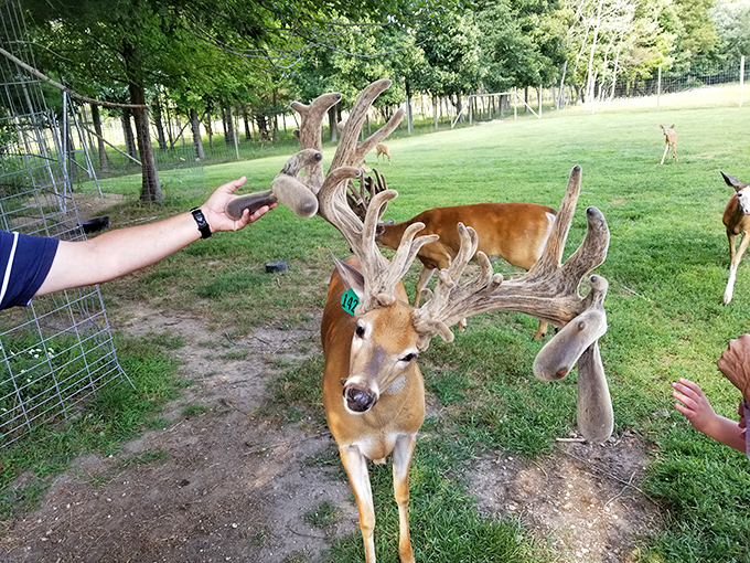 This magnificent buck seems to be saying, "Yes, I know my antlers are impressive. No autographs, please."