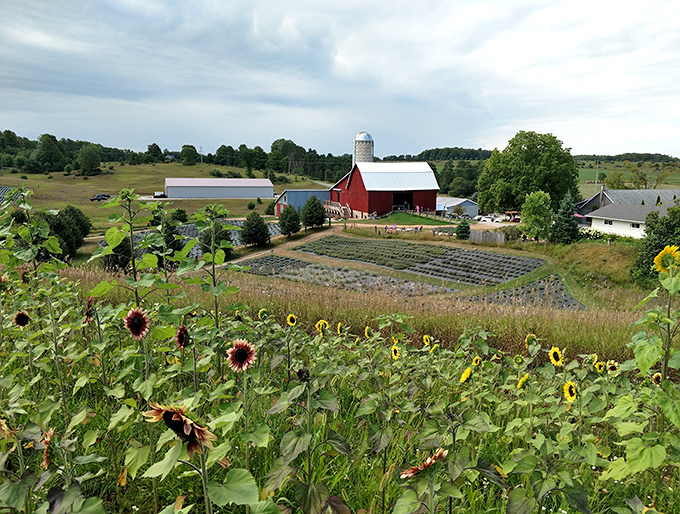 Rows of lavender stretch toward the horizon, creating a purple patchwork quilt that Mother Nature clearly spent extra time stitching.