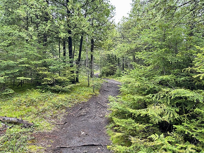 The path beckons through emerald corridors, promising adventures that even the most sophisticated smartphone can't deliver.