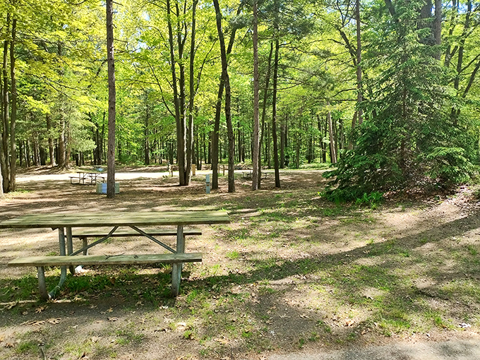 Forest dining at its finest! These shaded picnic spots offer the perfect blend of woodland serenity and practical comfort.