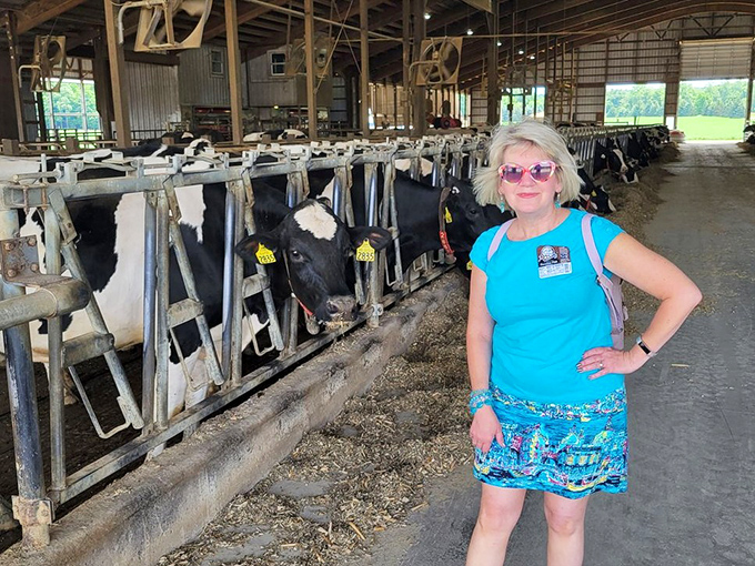 The Holstein lineup looks like a bovine version of a police mugshot wall &ndash; "Wanted for producing criminally delicious milk."