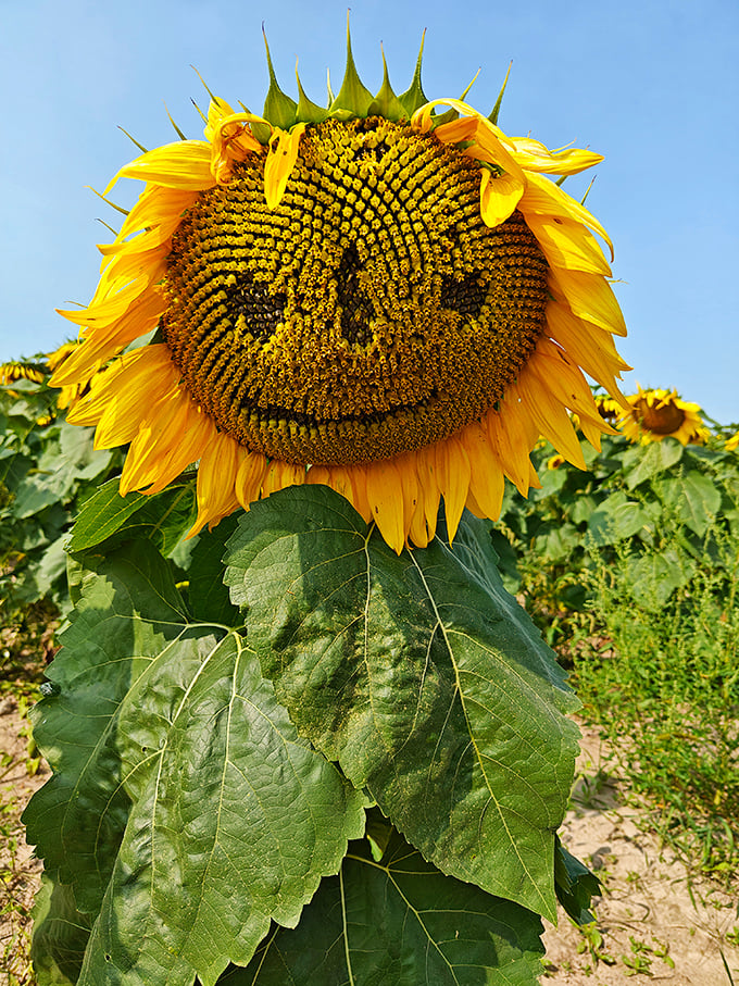 Nature's happiest accident: a sunflower with seeds arranged in a perfect smile, as if the farm ordered custom-made joy.