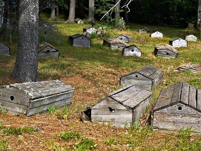 These aren't miniature cabins for forest gnomes &ndash; they're traditional Ojibwa spirit houses, sheltering souls on their journey.