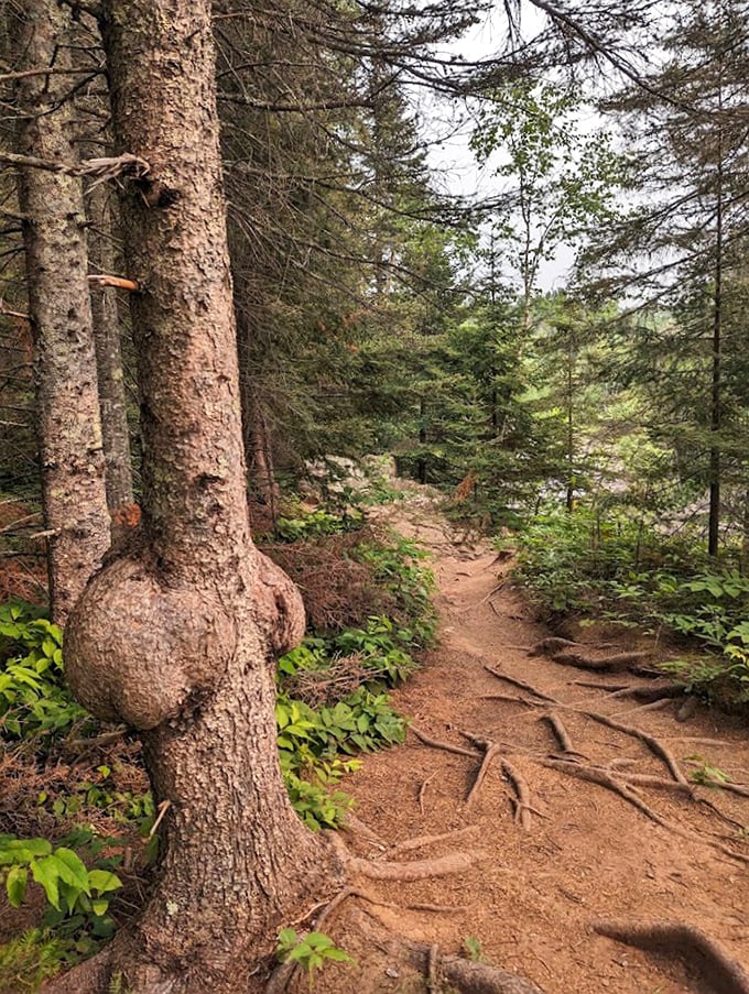 This forest path doesn't just lead to a waterfall – it's a portal to the Minnesota that existed before shopping malls and smartphones.