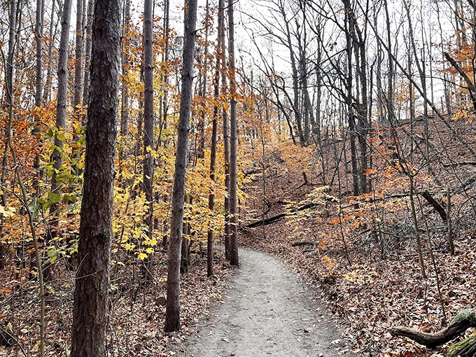 Autumn paints this winding forest path with golden hues, transforming an ordinary hike into a walk through nature's art gallery.