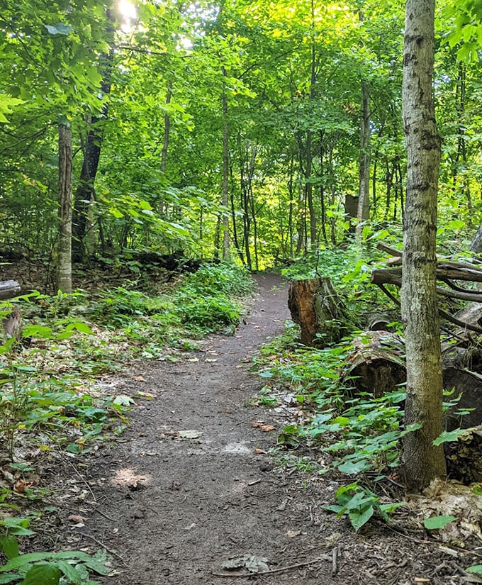 Dappled sunlight filters through a cathedral of trees, creating nature's own stained-glass effect on this serene woodland path.