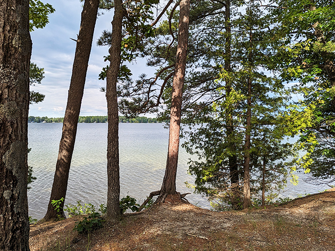 Towering pines stand like nature's skyscrapers, creating dappled sunlight that dances across the forest floor. No filter needed here!