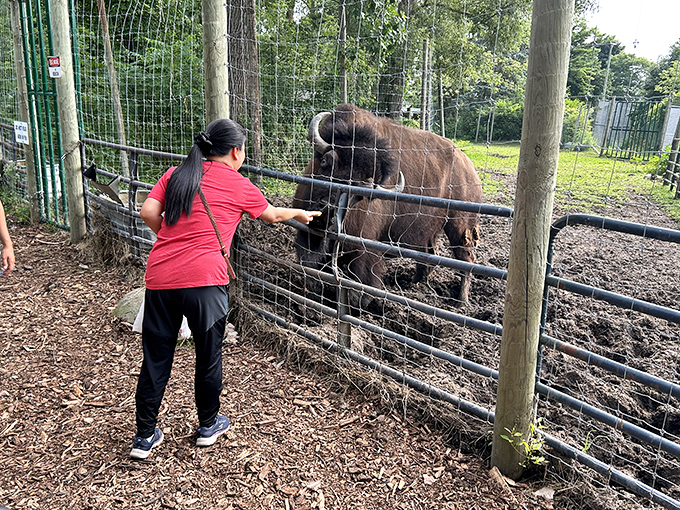Conservation in action as a visitor offers a treat to a massive bison, demonstrating the sanctuary's commitment to positive human-animal interactions.