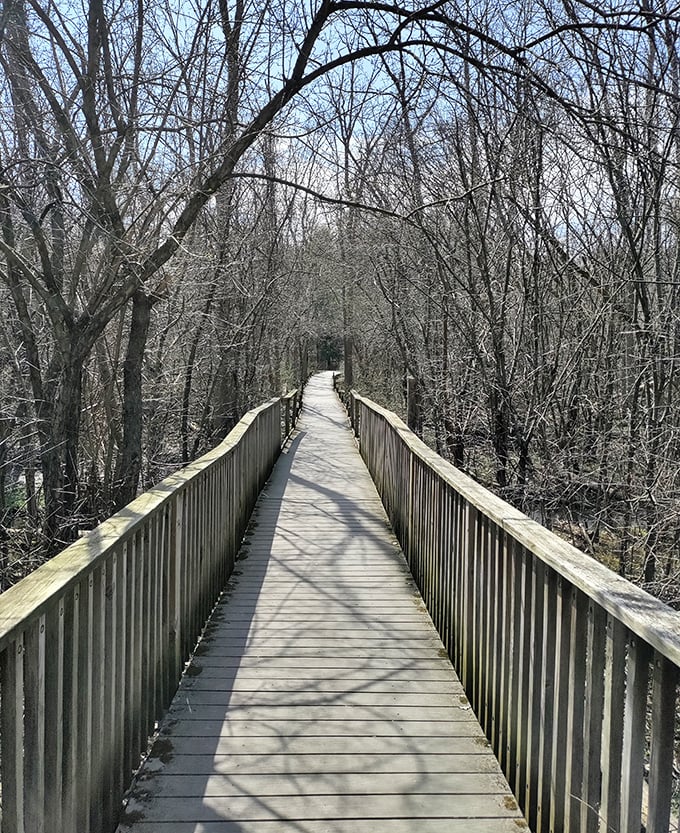 This wooden boardwalk isn't just a path – it's an invitation to venture deeper into Wisconsin's whispering wilderness.