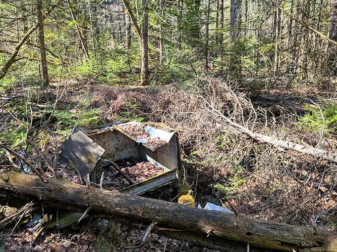 Time and nature conspire to reclaim human artifacts, turning abandoned belongings into accidental forest sculptures.