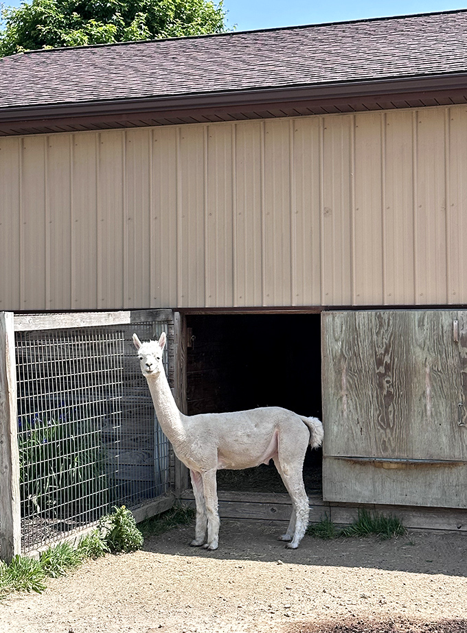 "May I speak to your manager?" This alpaca's expression suggests your haircut doesn't meet their exacting standards.