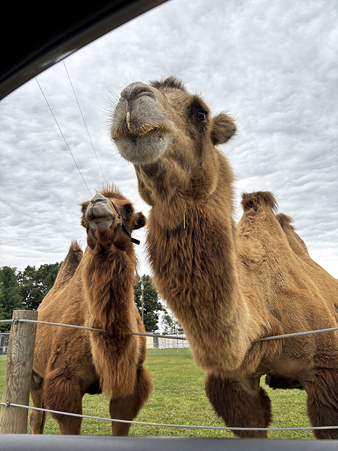 The camel welcoming committee approaches vehicles with the confidence of valet parking attendants at a five-star hotel.