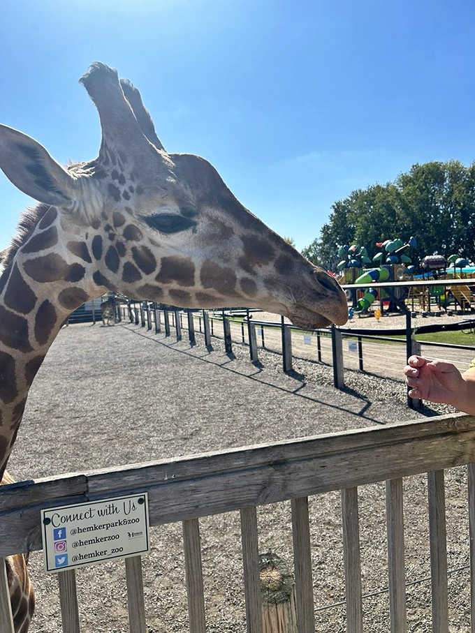 Those eyelashes! A close encounter reveals the surprising beauty in every detail of these magnificent creatures.