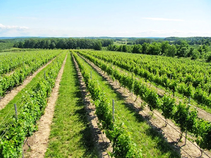 Neat rows of grapevines stretch toward the horizon, where Michigan's unique terroir transforms sunshine and soil into award-winning wines with distinct character.